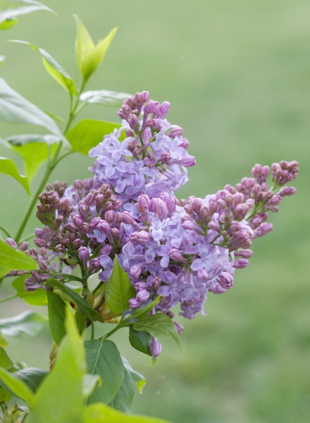 9 Must-Have Plants for a Farmhouse Flower Garden - Hello Farmhouse